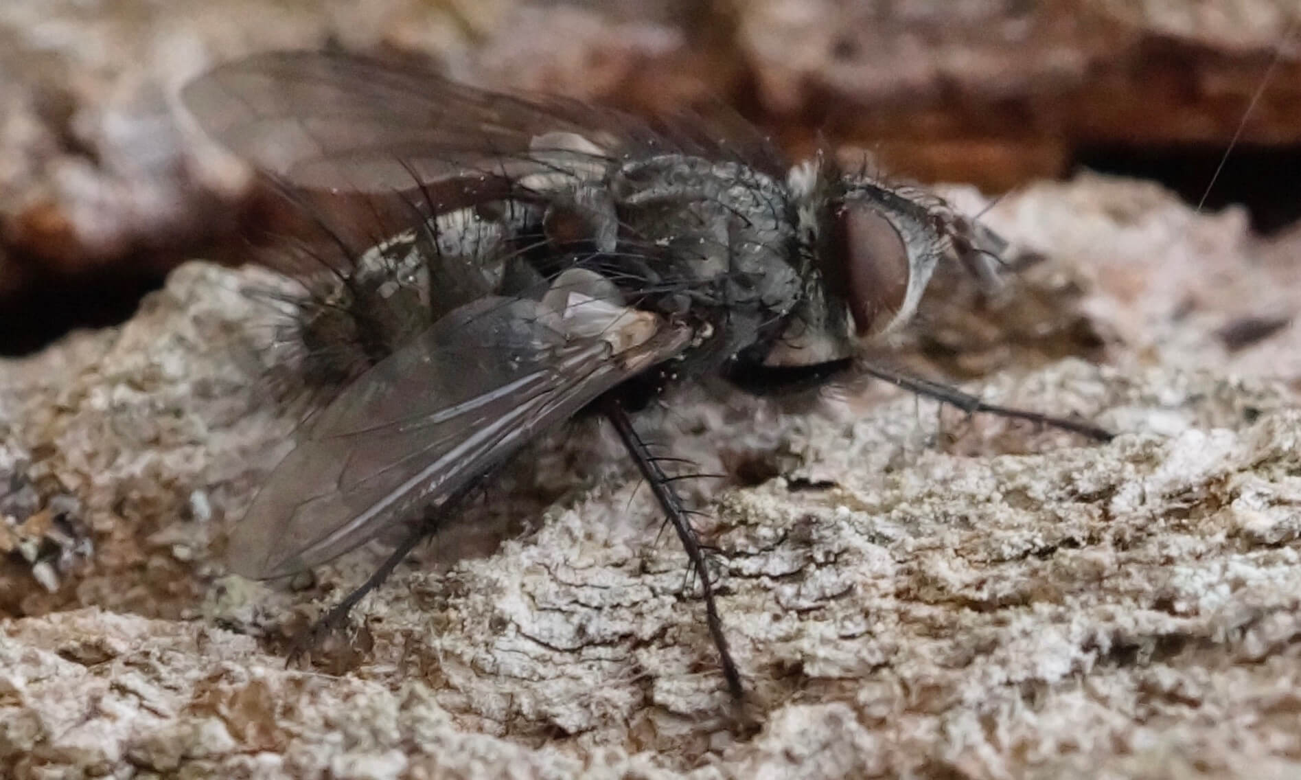 Diptera.info - Discussion Forum: Tachinidae 3 => Botria subalpina