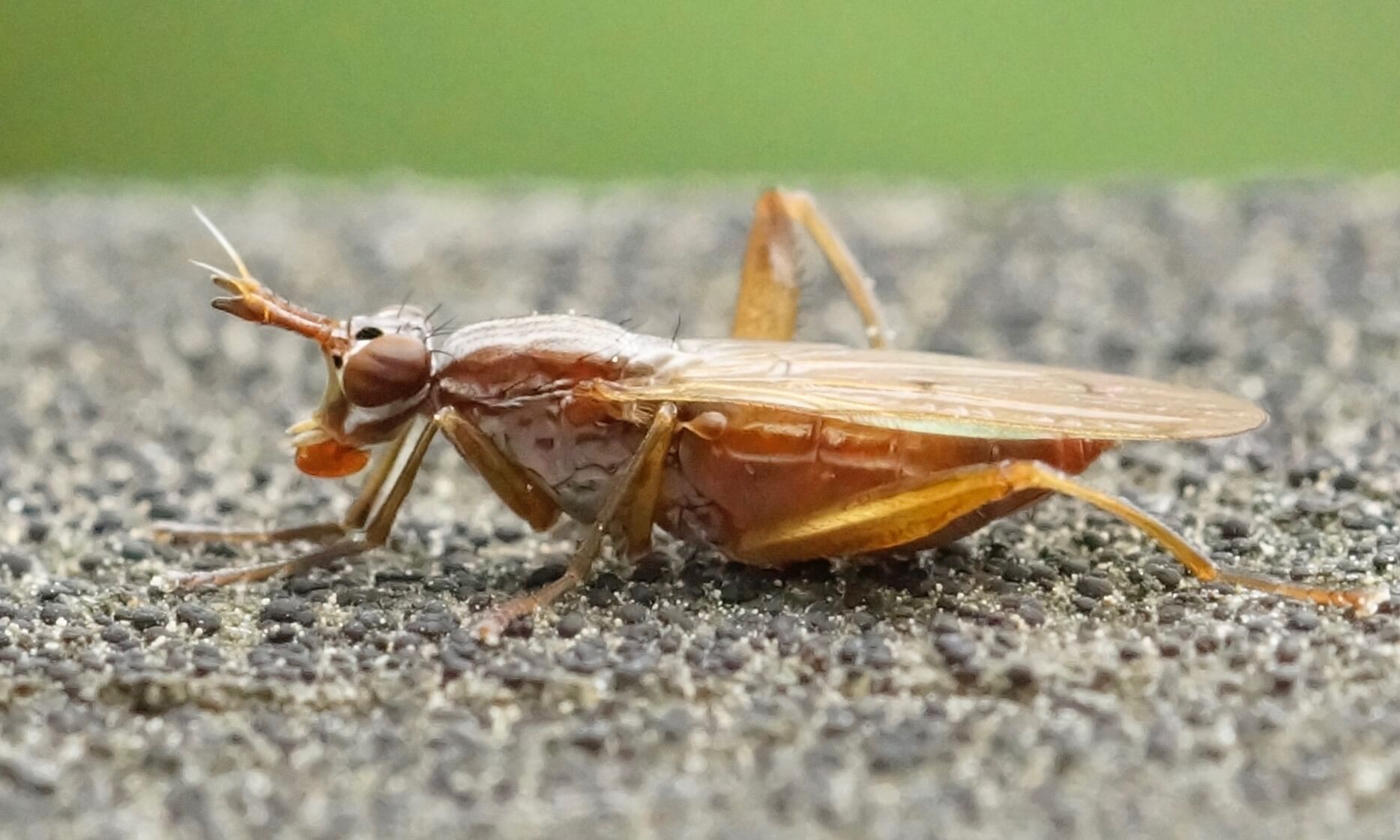 Diptera.info - Discussion Forum: Sciomyzidae 1 => Sepedon spinipes