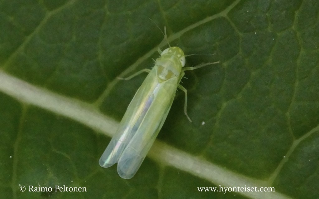 Alnetoidia alneti – HYÖNTEISKUVASTO