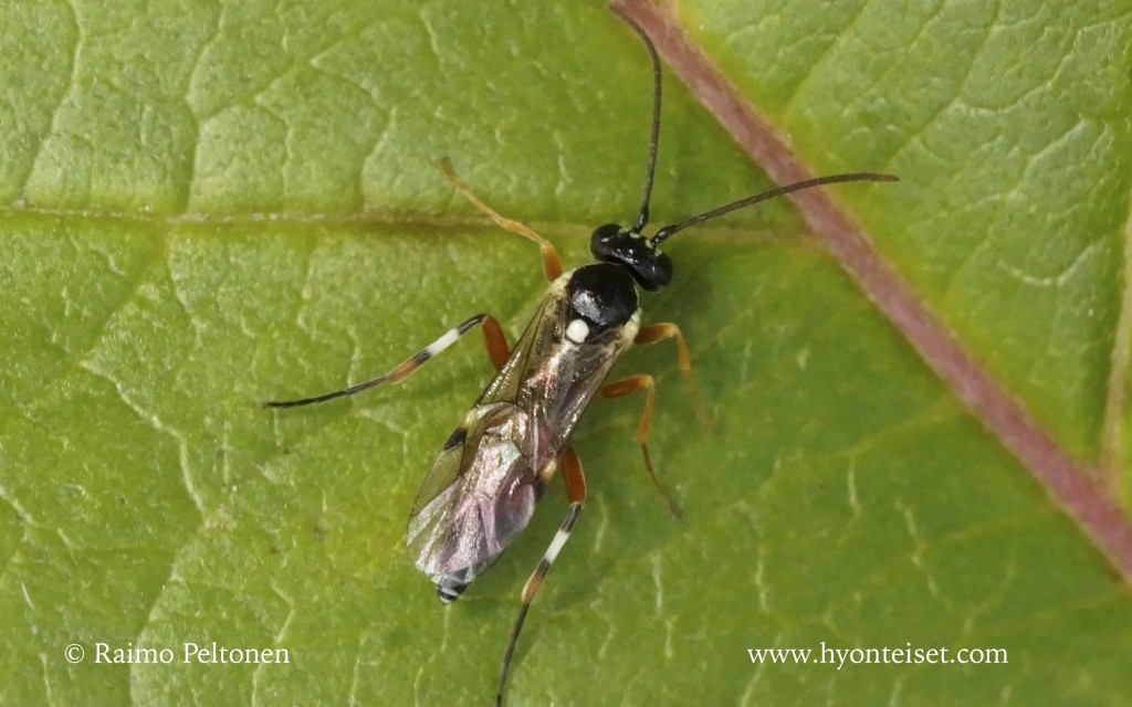 Diplazon laetatorius – HYÖNTEISKUVASTO