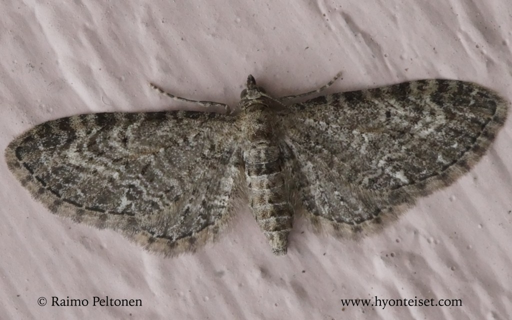 Eupithecia vulgata 1 – HYÖNTEISKUVASTO