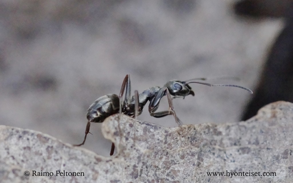 Formica fusca 2 – HYÖNTEISKUVASTO