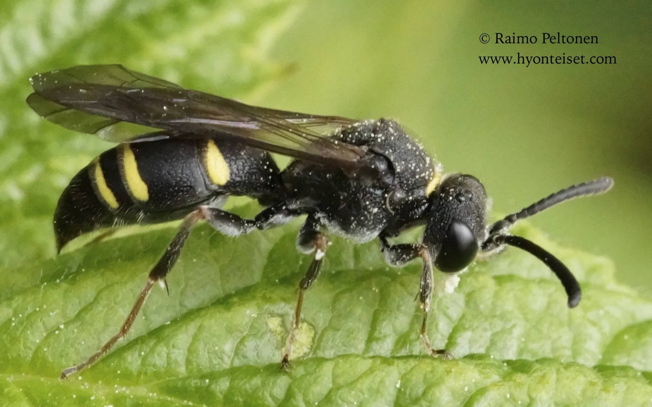 Nysson spinosus 2 – HYÖNTEISKUVASTO