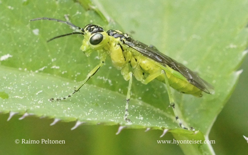 Rhogogaster scalaris 2 – HYÖNTEISKUVASTO