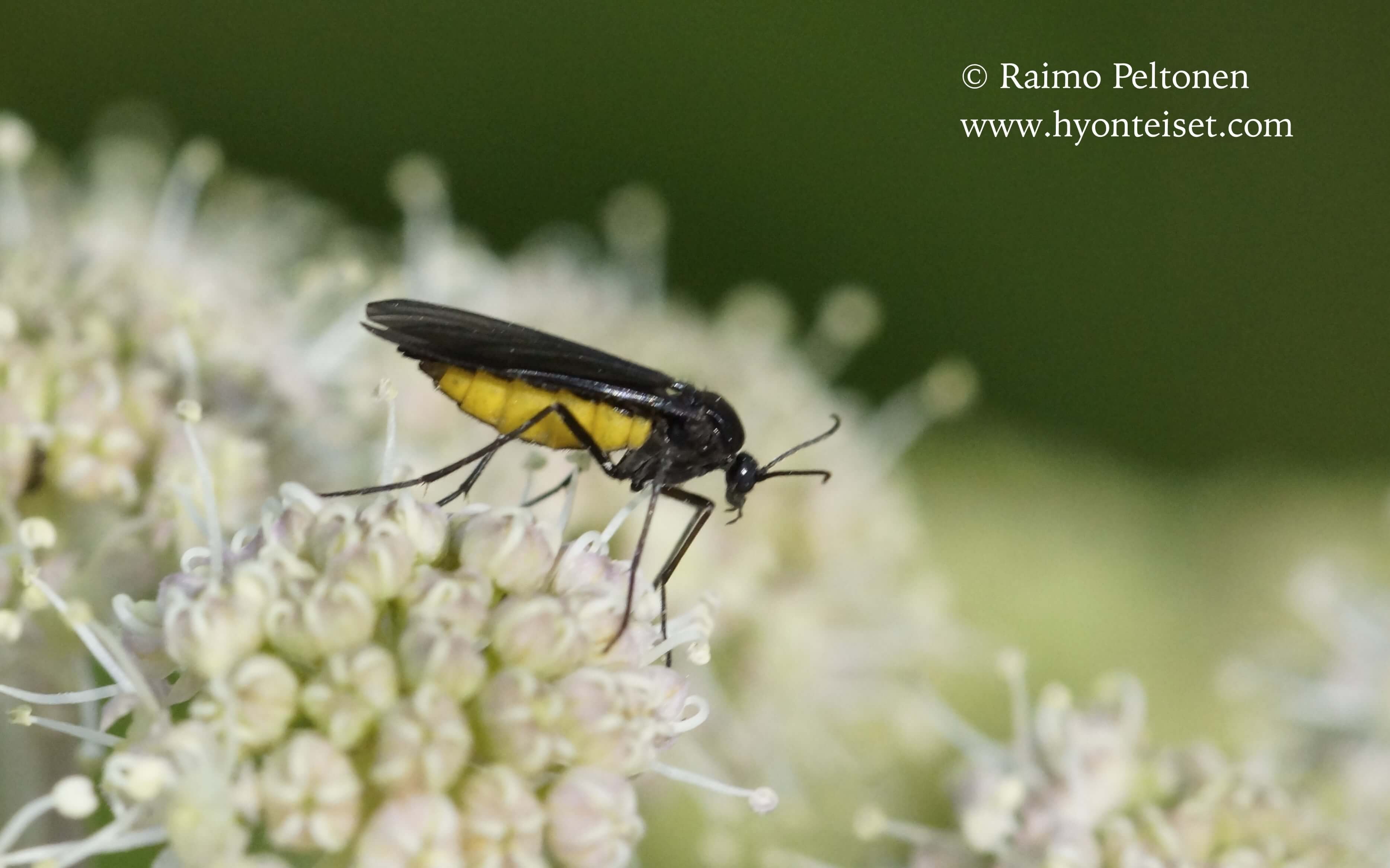 Sciara hemerobioides l. thomae – HYÖNTEISKUVASTO
