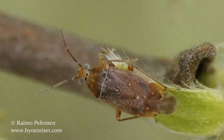 Agnocoris rubicundus 1 – HYÖNTEISKUVASTO