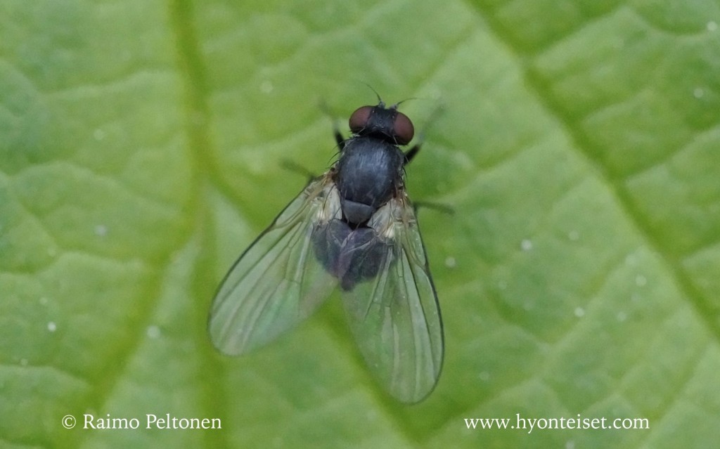 BRACHYCERA-kärpäset (Acartophthalmidae – Hybotidae) – HYÖNTEISKUVASTO