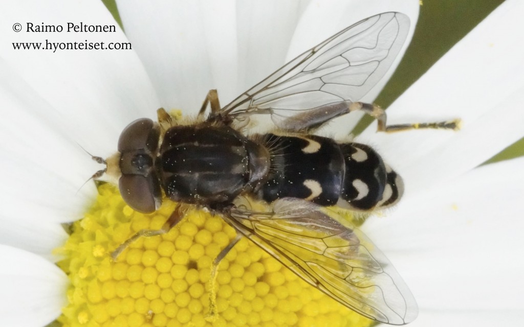 BRACHYCERA-kärpäset (Syrphidae – Xylophagidae) – HYÖNTEISKUVASTO