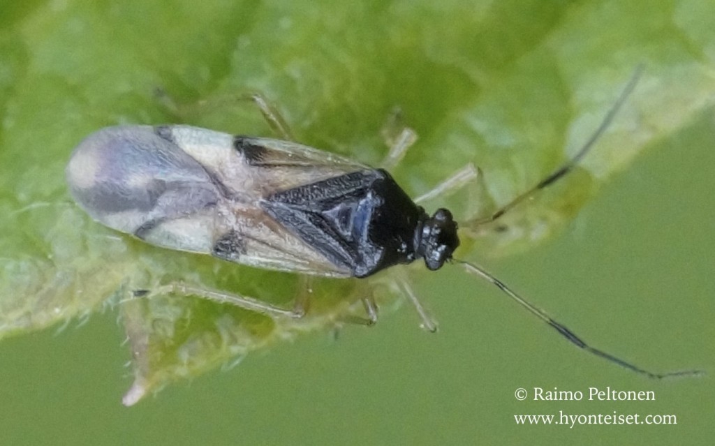 Bryocoris pteridis 1 – HYÖNTEISKUVASTO