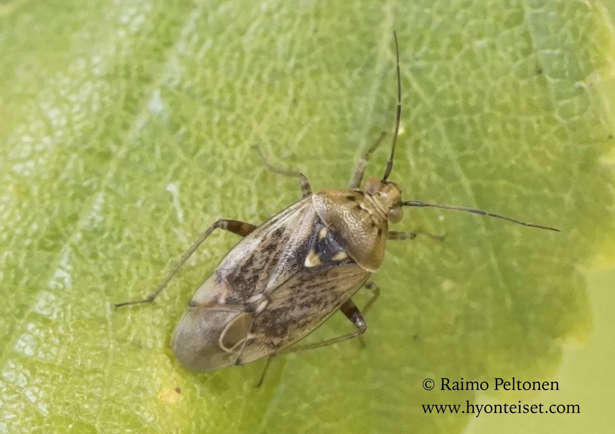 Lygus rugulipennis 1 – HYÖNTEISKUVASTO