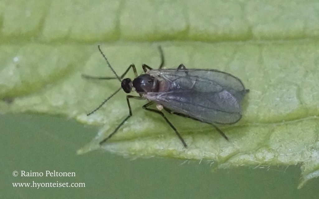 Cecidomyiidae sp. 1 – HYÖNTEISKUVASTO