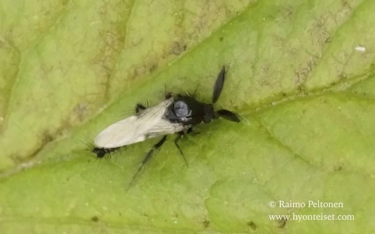 Ceratopogonidae sp. 1 – HYÖNTEISKUVASTO