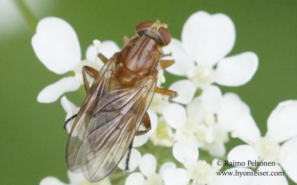 BRACHYCERA-kärpäset (Syrphidae – Xylophagidae) – HYÖNTEISKUVASTO