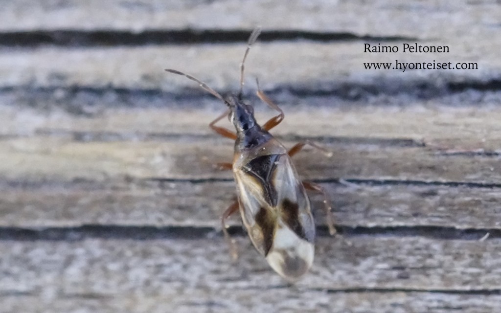 HETEROPTERA-luteet – HYÖNTEISKUVASTO