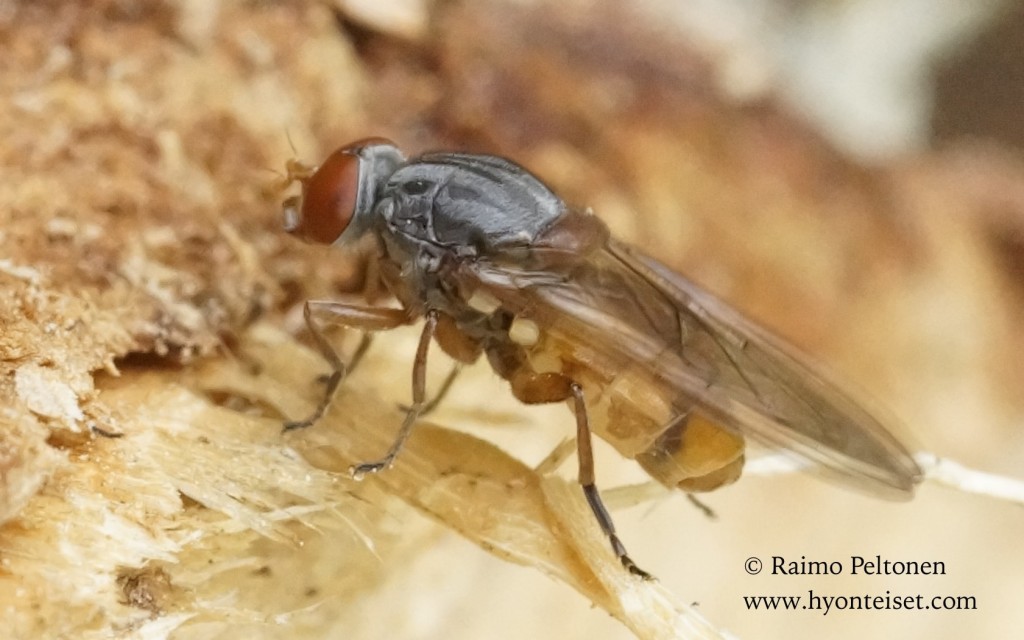 BRACHYCERA-kärpäset (Syrphidae – Xylophagidae) – HYÖNTEISKUVASTO