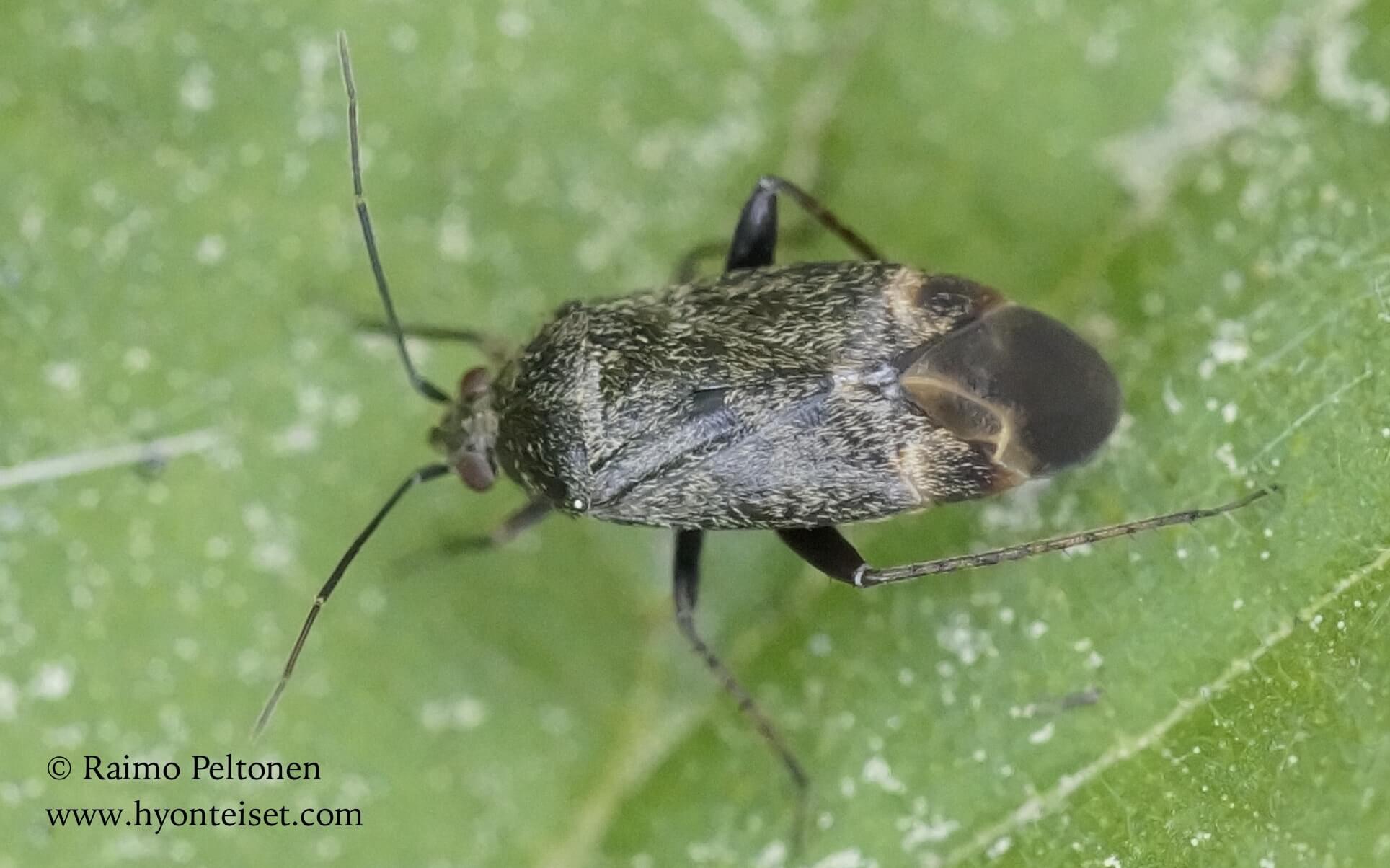 Psallus betuleti 1 – HYÖNTEISKUVASTO