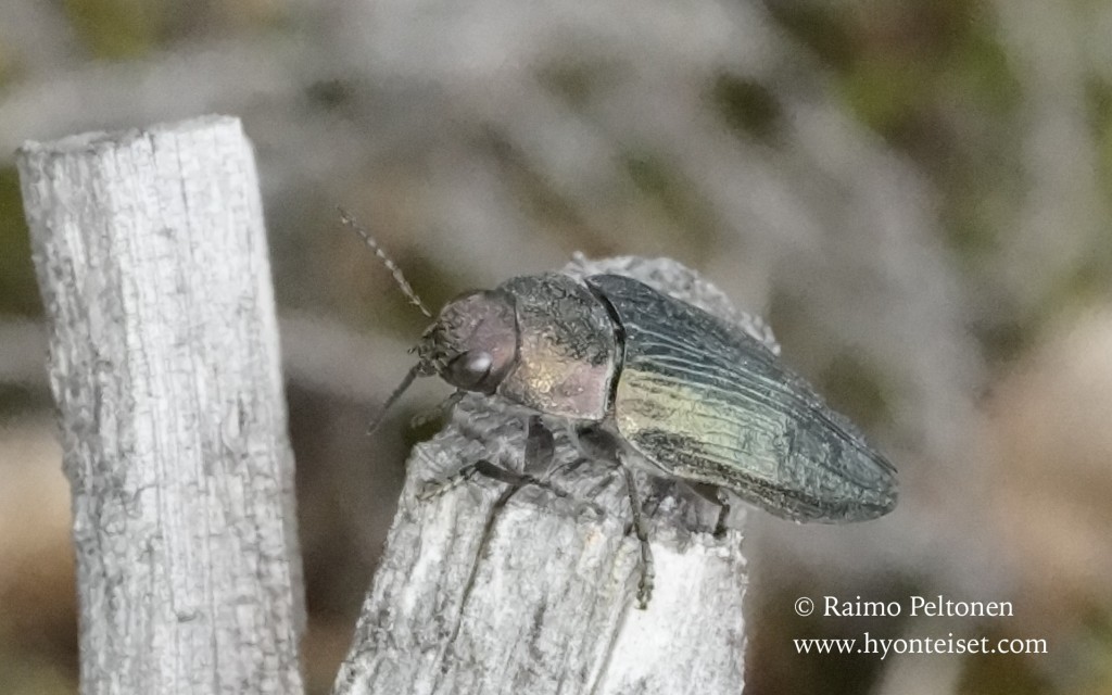 COLEOPTERA-kovakuoriaiset – HYÖNTEISKUVASTO