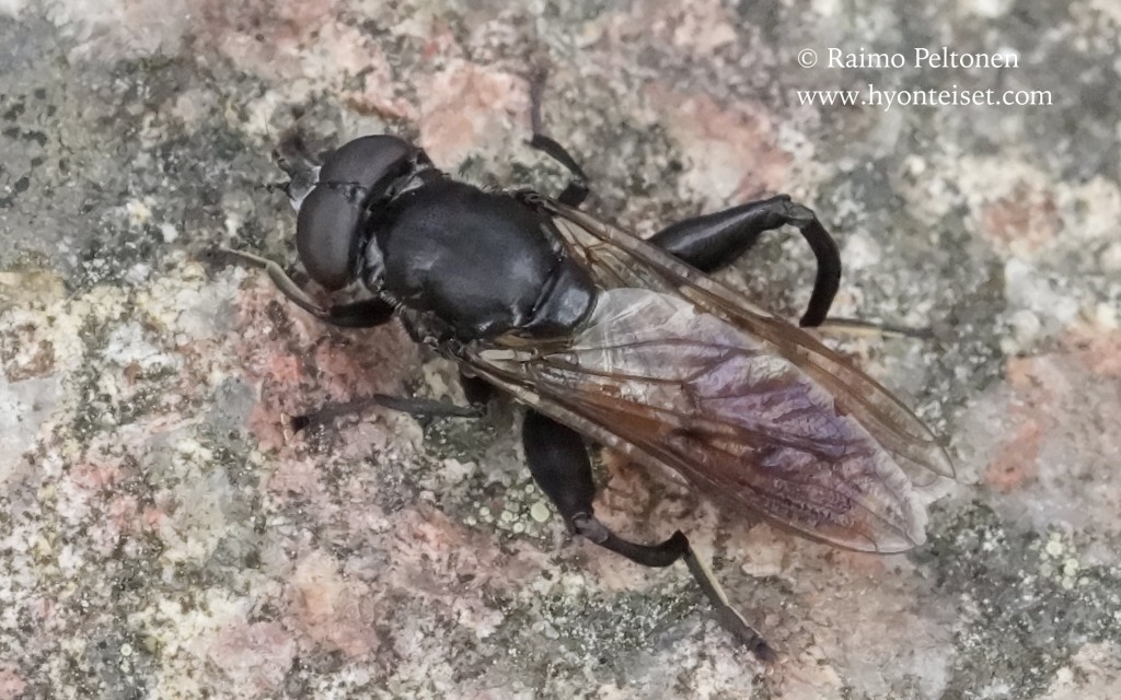 BRACHYCERA-kärpäset (Syrphidae – Xylophagidae) – HYÖNTEISKUVASTO