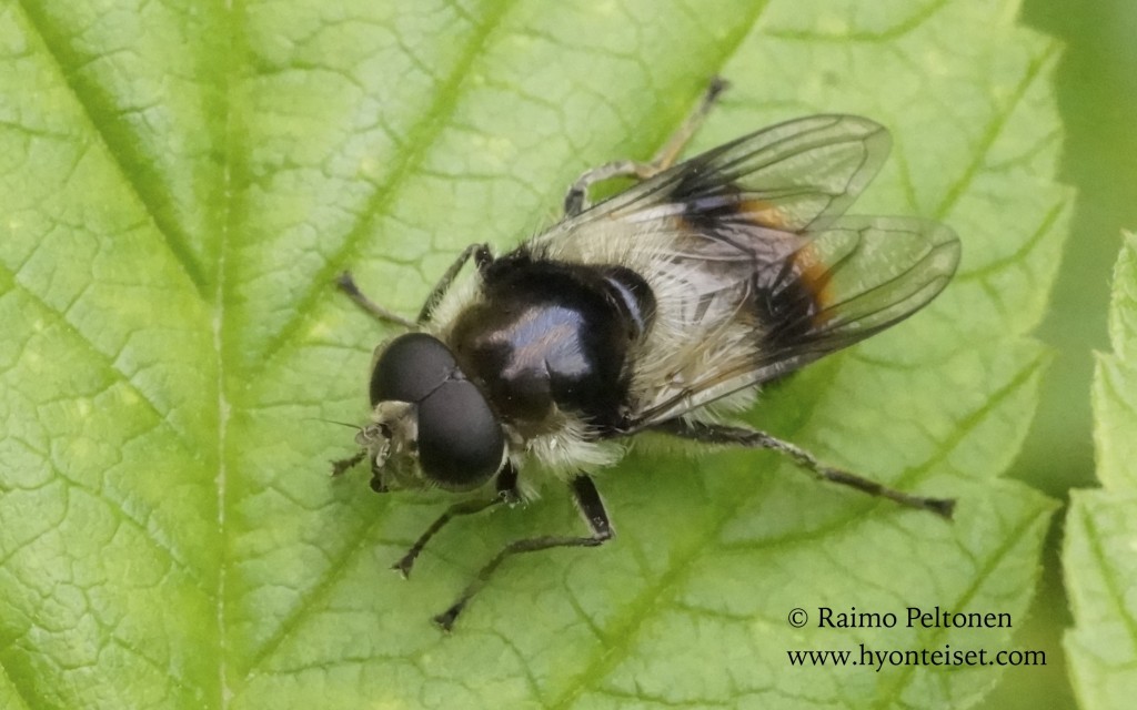 BRACHYCERA-kärpäset (Syrphidae – Xylophagidae) – HYÖNTEISKUVASTO