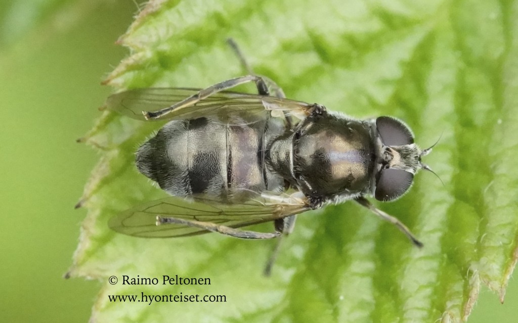 BRACHYCERA-kärpäset (Syrphidae – Xylophagidae) – HYÖNTEISKUVASTO