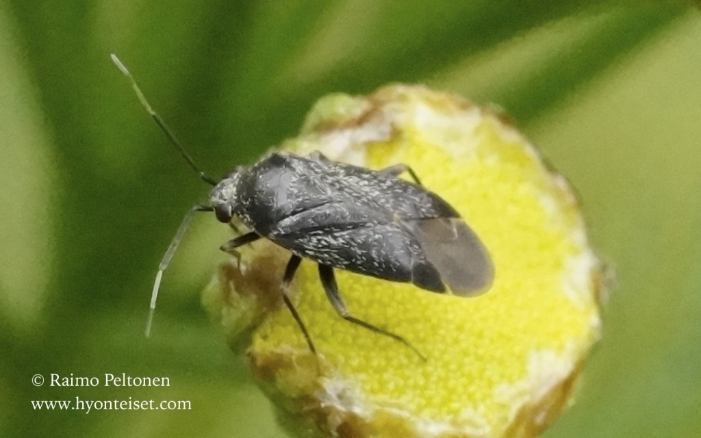 Psallus ambiguus – HYÖNTEISKUVASTO
