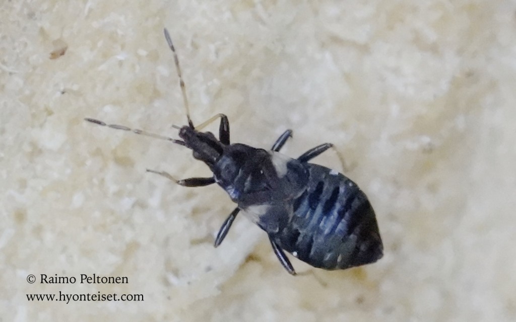 HETEROPTERA-luteet – HYÖNTEISKUVASTO