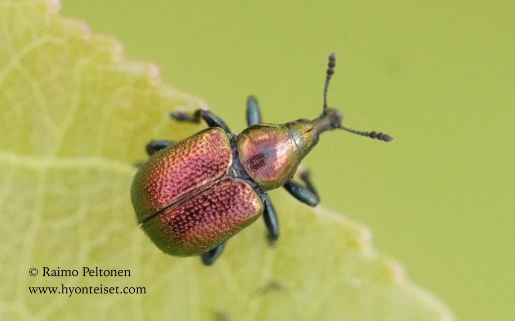 Byctiscus populi 1 – HYÖNTEISKUVASTO