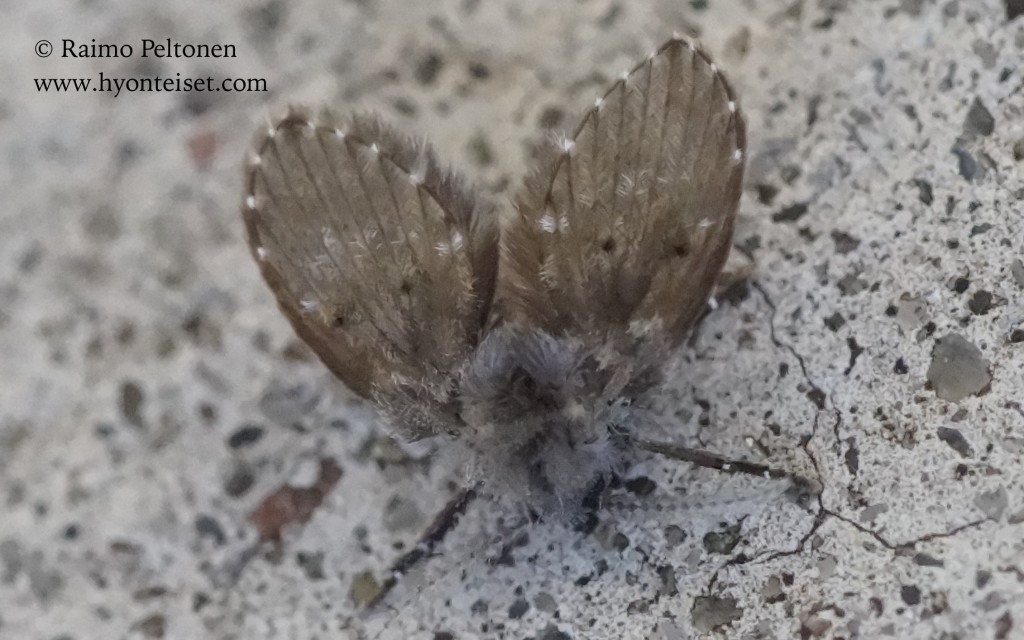 Clogmia albipunctata – HYÖNTEISKUVASTO