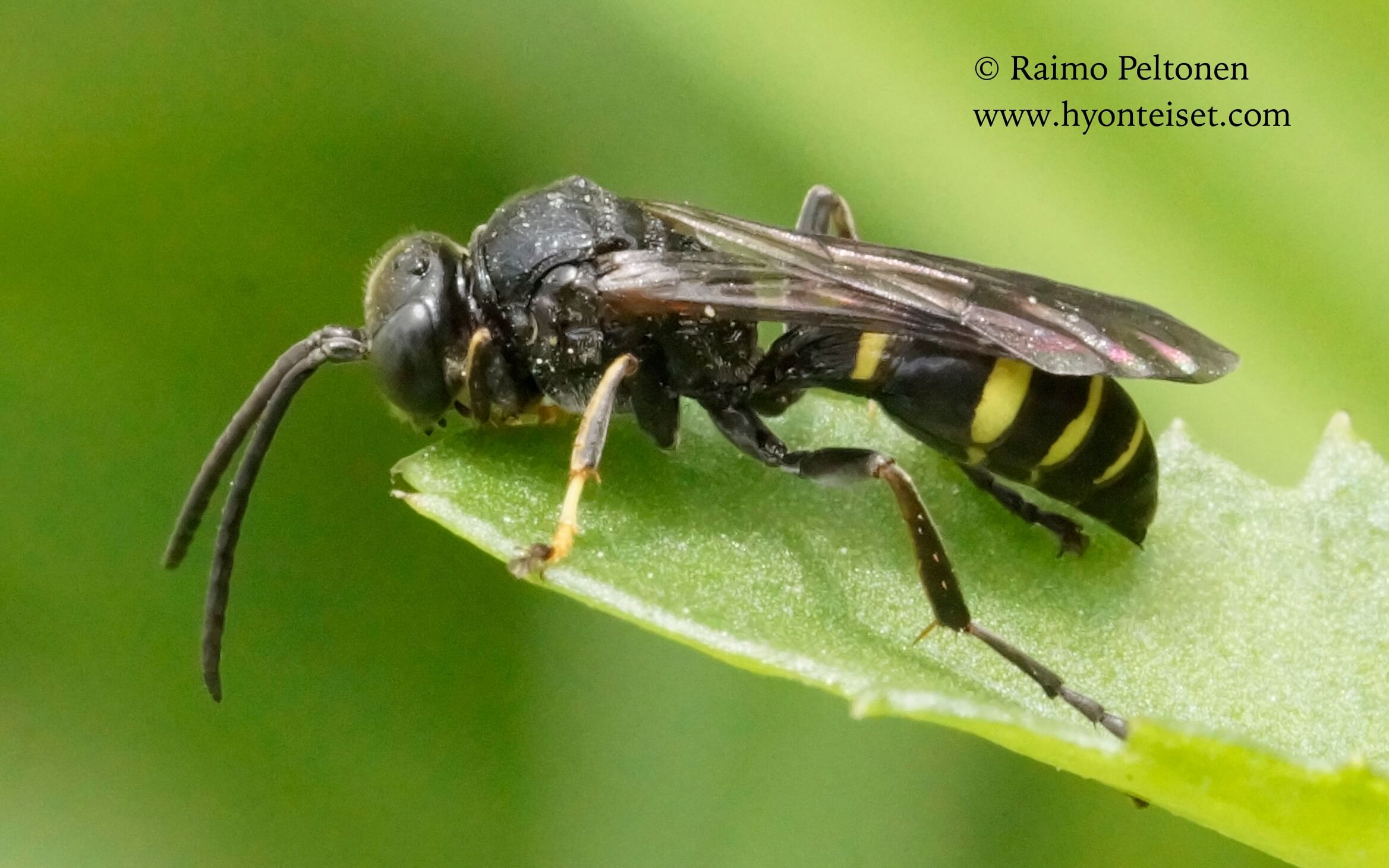 Gorytes laticinctus/quadrifasciatus – HYÖNTEISKUVASTO