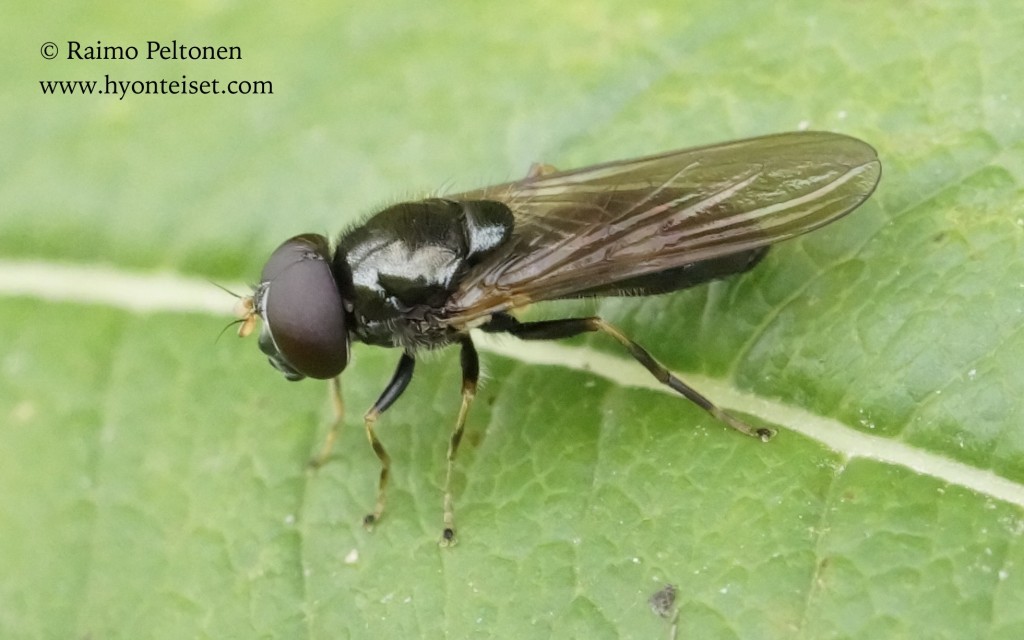 BRACHYCERA-kärpäset (Syrphidae – Xylophagidae) – HYÖNTEISKUVASTO