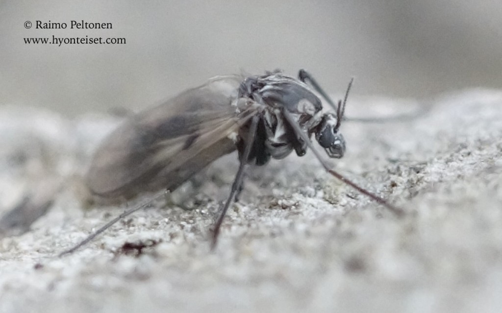 Procladius culiciformis 2 – HYÖNTEISKUVASTO