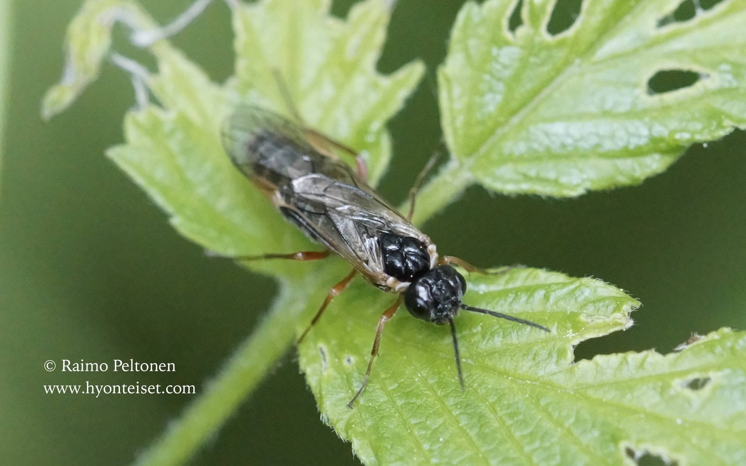 Monsoma pulveratum 1 – HYÖNTEISKUVASTO