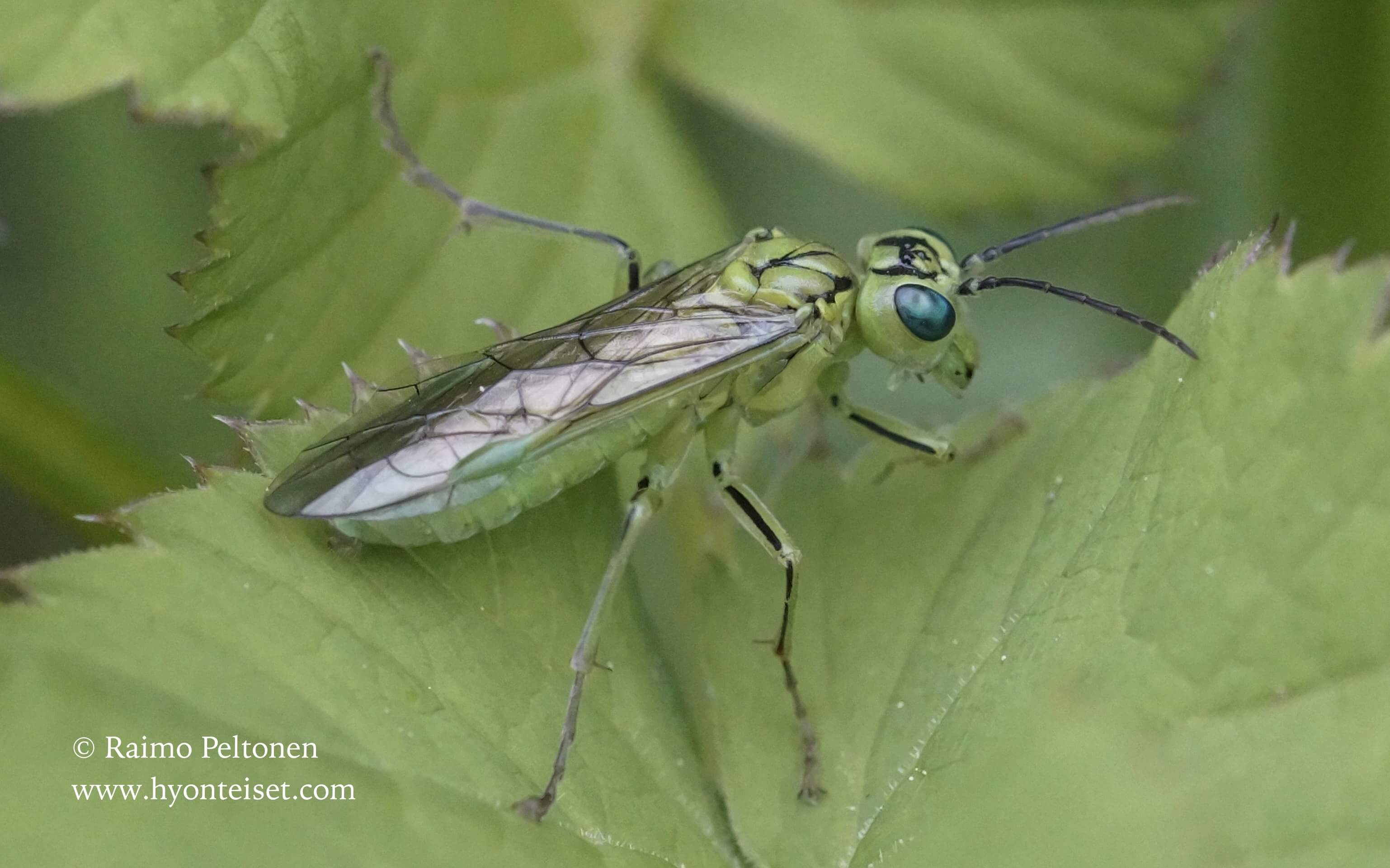Tenthredo olivacea 2 – HYÖNTEISKUVASTO