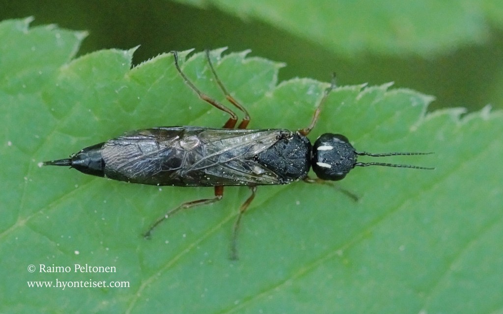 Xiphydria camelus 1 – HYÖNTEISKUVASTO