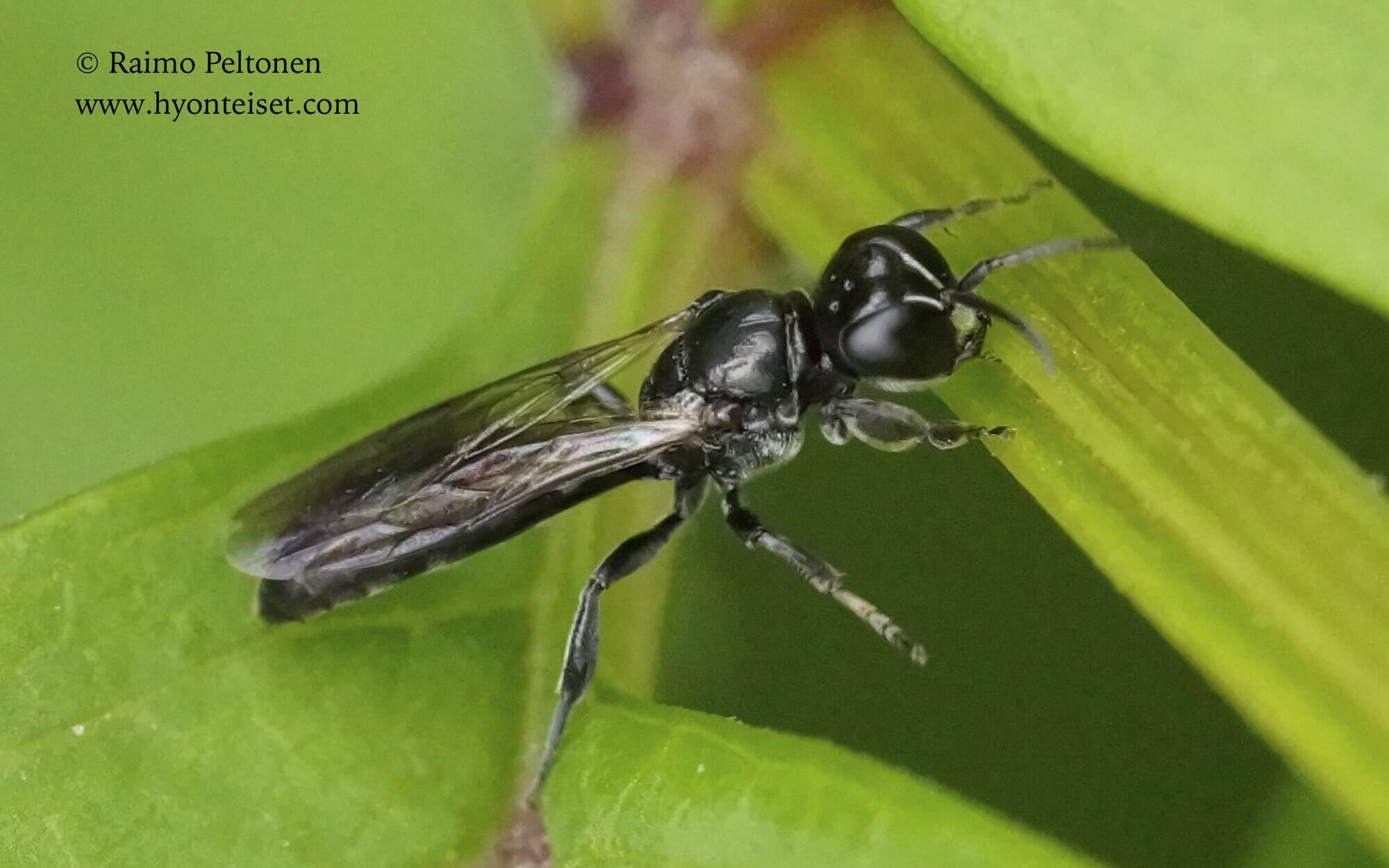 Crossocerus cetratus 2 – HYÖNTEISKUVASTO