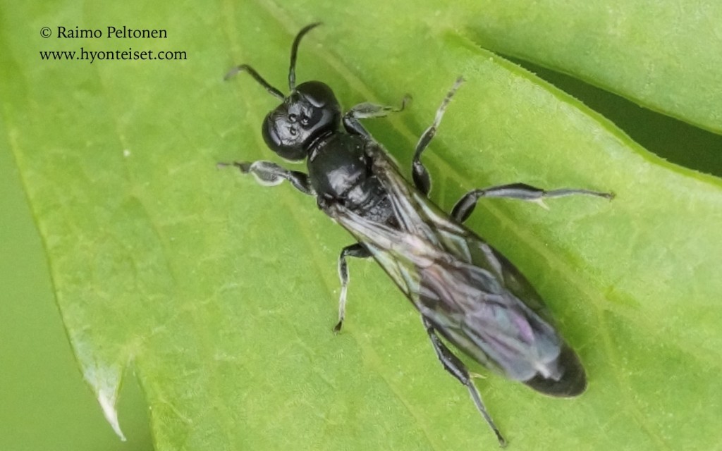 Crossocerus cetratus 1 – HYÖNTEISKUVASTO