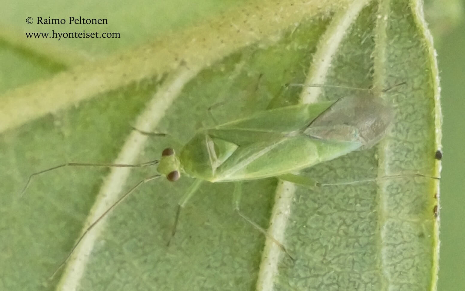 Orthotylus marginalis – HYÖNTEISKUVASTO