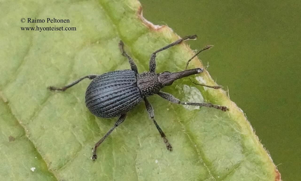 Apionidae sp. – HYÖNTEISKUVASTO