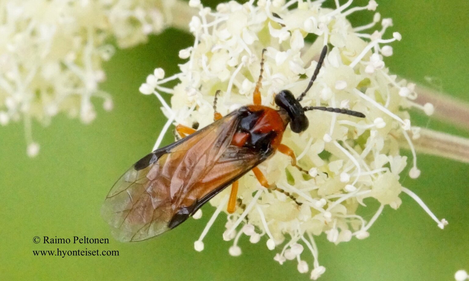 Athalia rosae 1 – HYÖNTEISKUVASTO