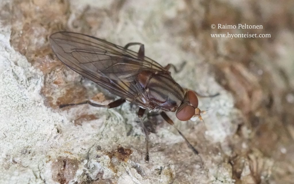 BRACHYCERA-kärpäset (Syrphidae – Xylophagidae) – HYÖNTEISKUVASTO
