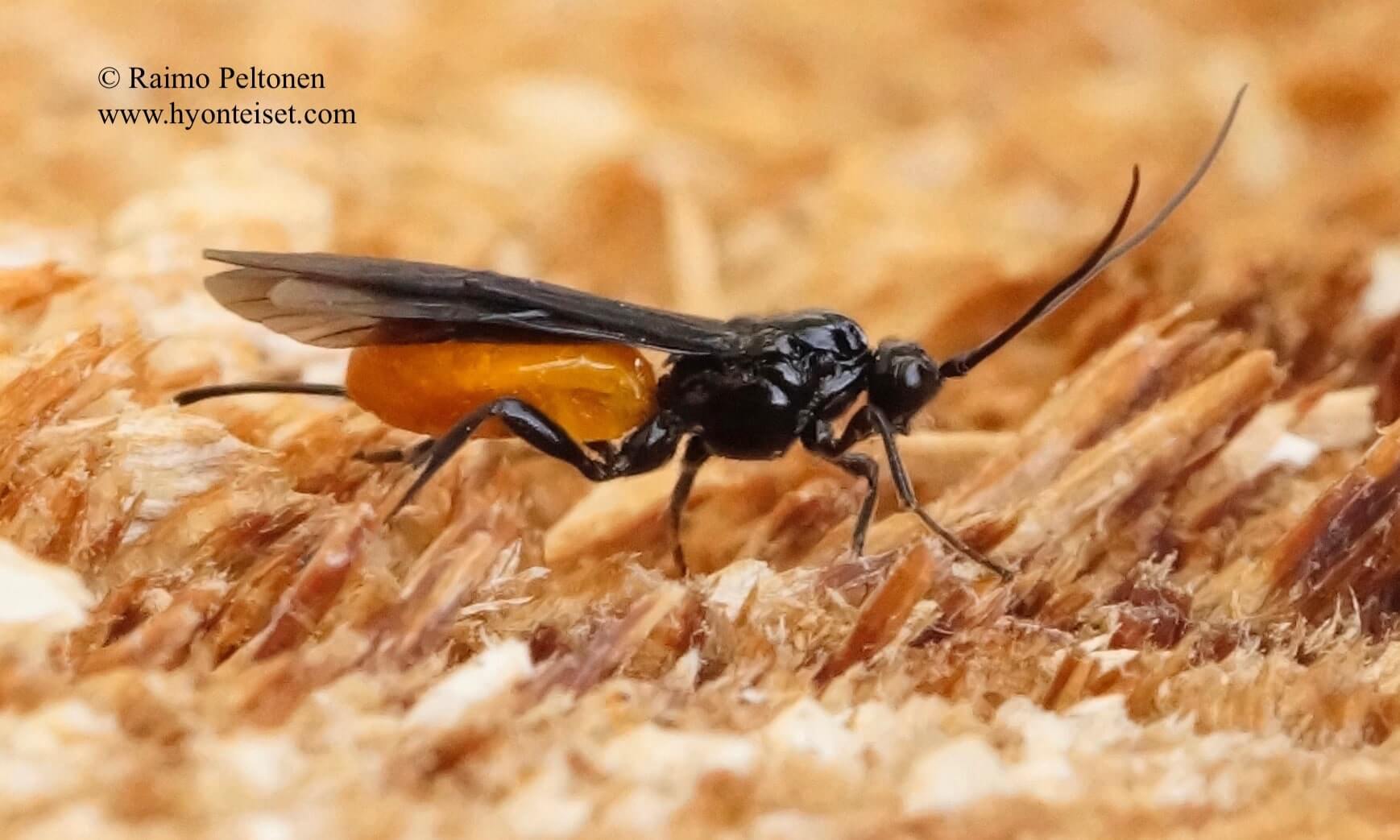 Bracon sp. 4 – HYÖNTEISKUVASTO