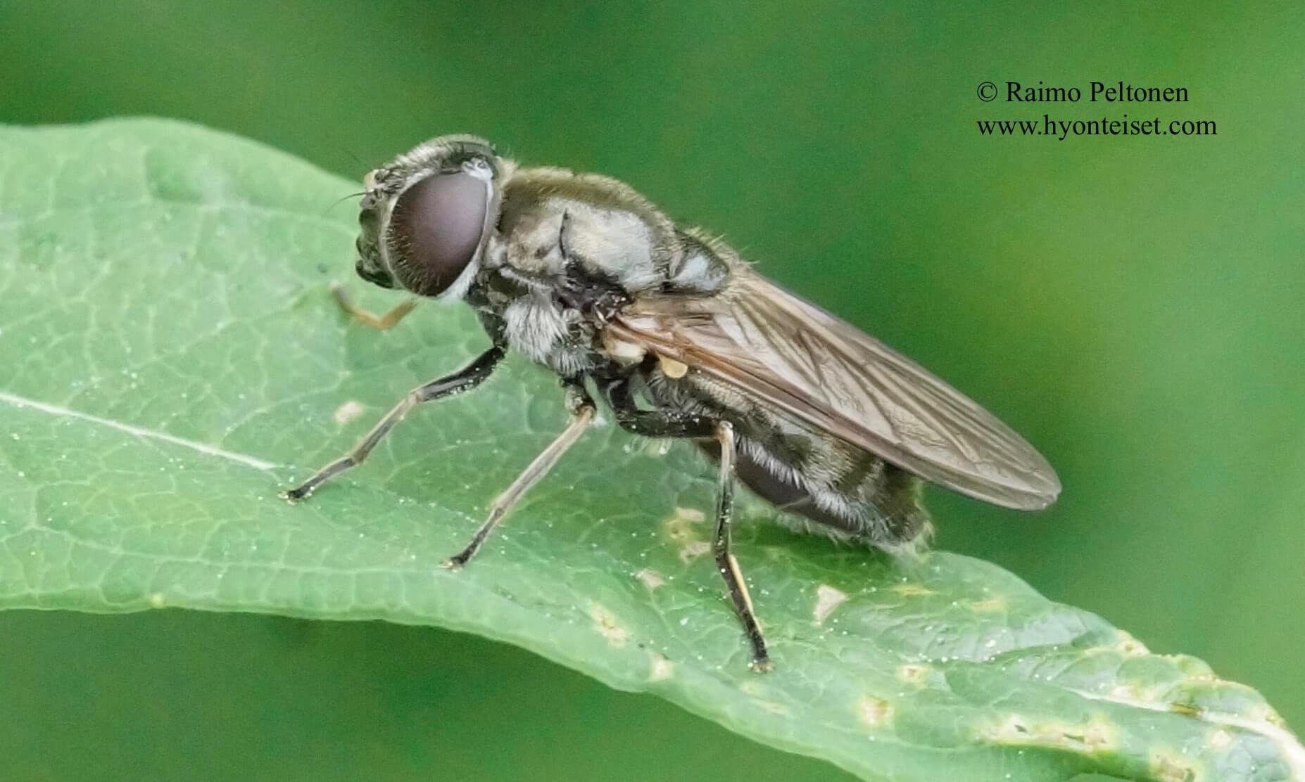 BRACHYCERA-kärpäset (Syrphidae – Xylophagidae) – HYÖNTEISKUVASTO