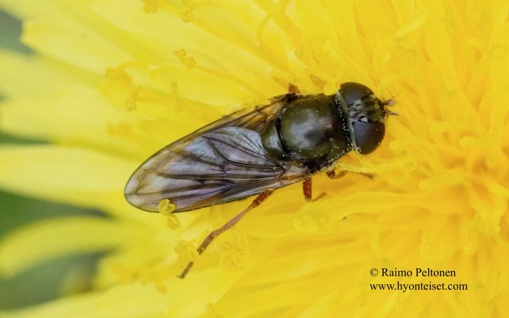 BRACHYCERA-kärpäset (Syrphidae – Xylophagidae) – HYÖNTEISKUVASTO