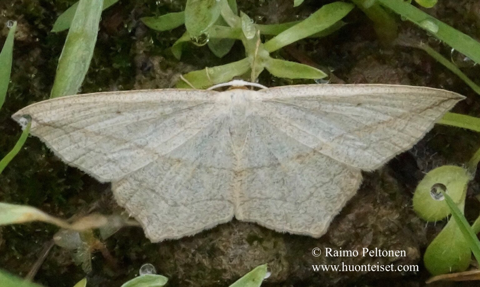 Timandra griseata – HYÖNTEISKUVASTO