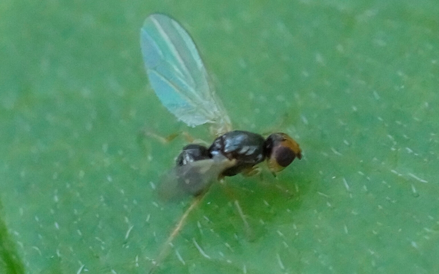 Diptera.info - Discussion Forum: Family + genus 3 => Chamaepsila sp ...