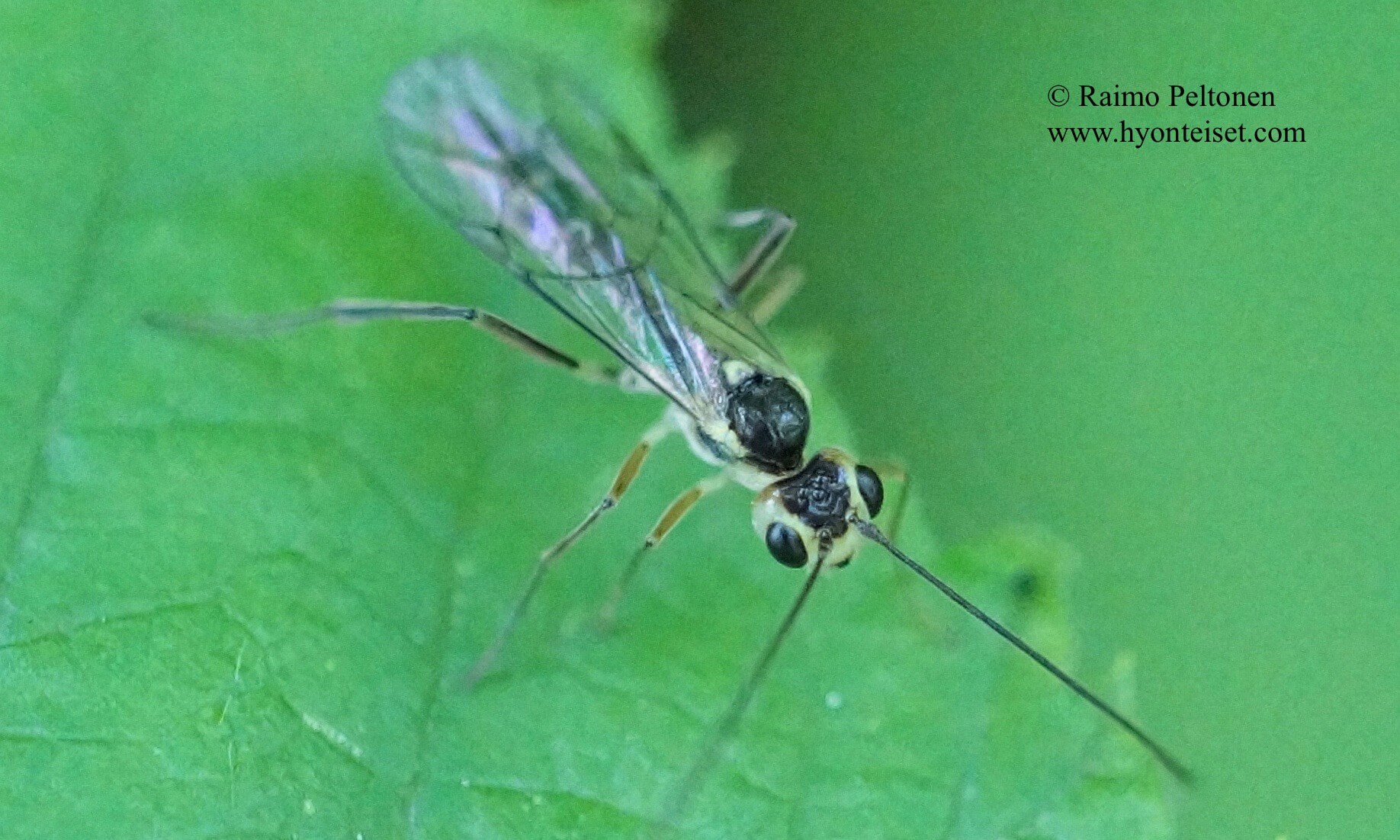 Tryphoninae, tribe Eclytini/Oedemopsini – HYÖNTEISKUVASTO