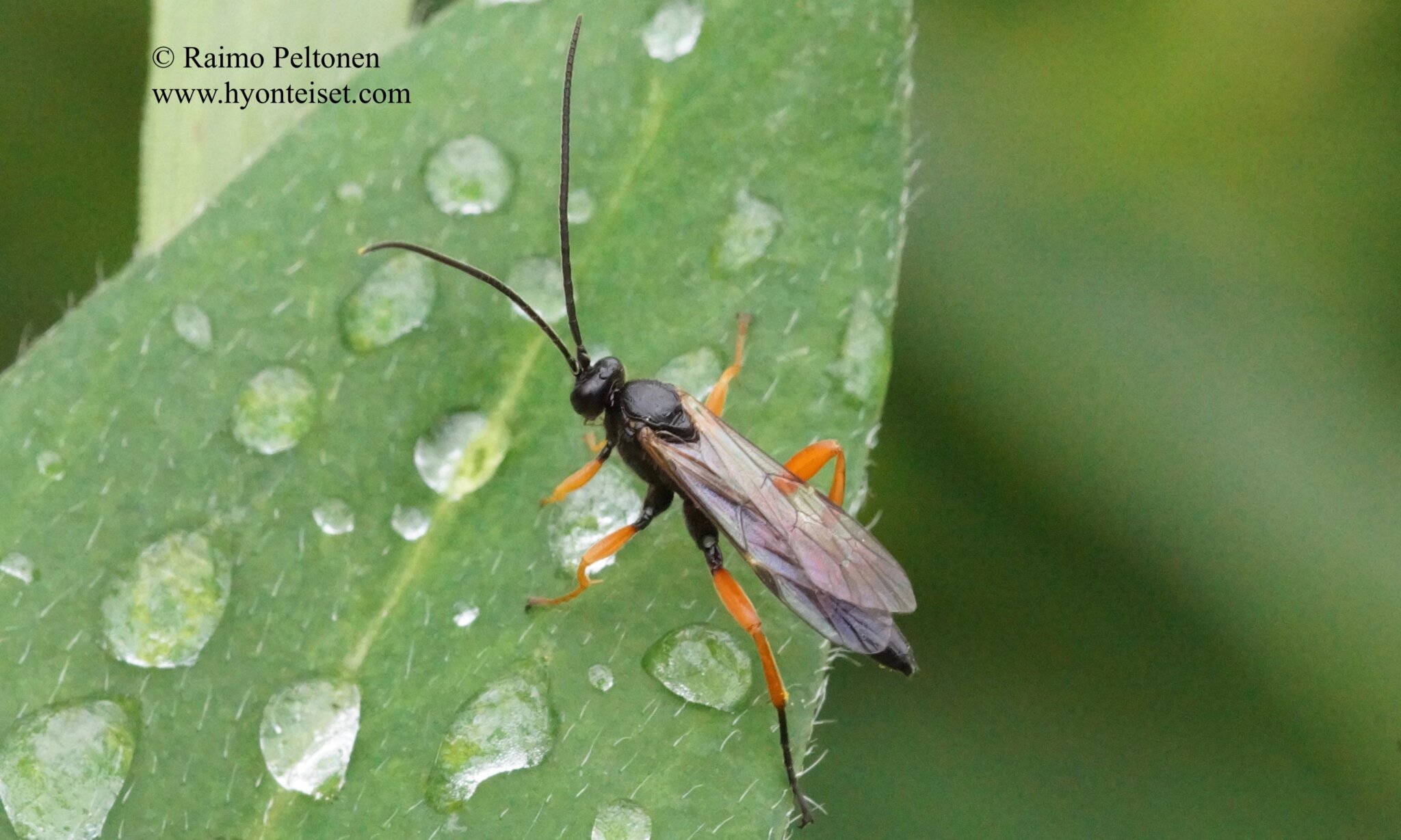 Pimpla rufipes – HYÖNTEISKUVASTO