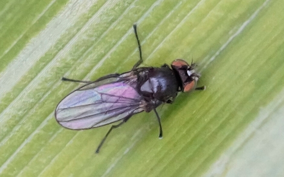 Diptera.info - Discussion Forum: Hydrellia? => H. sp.