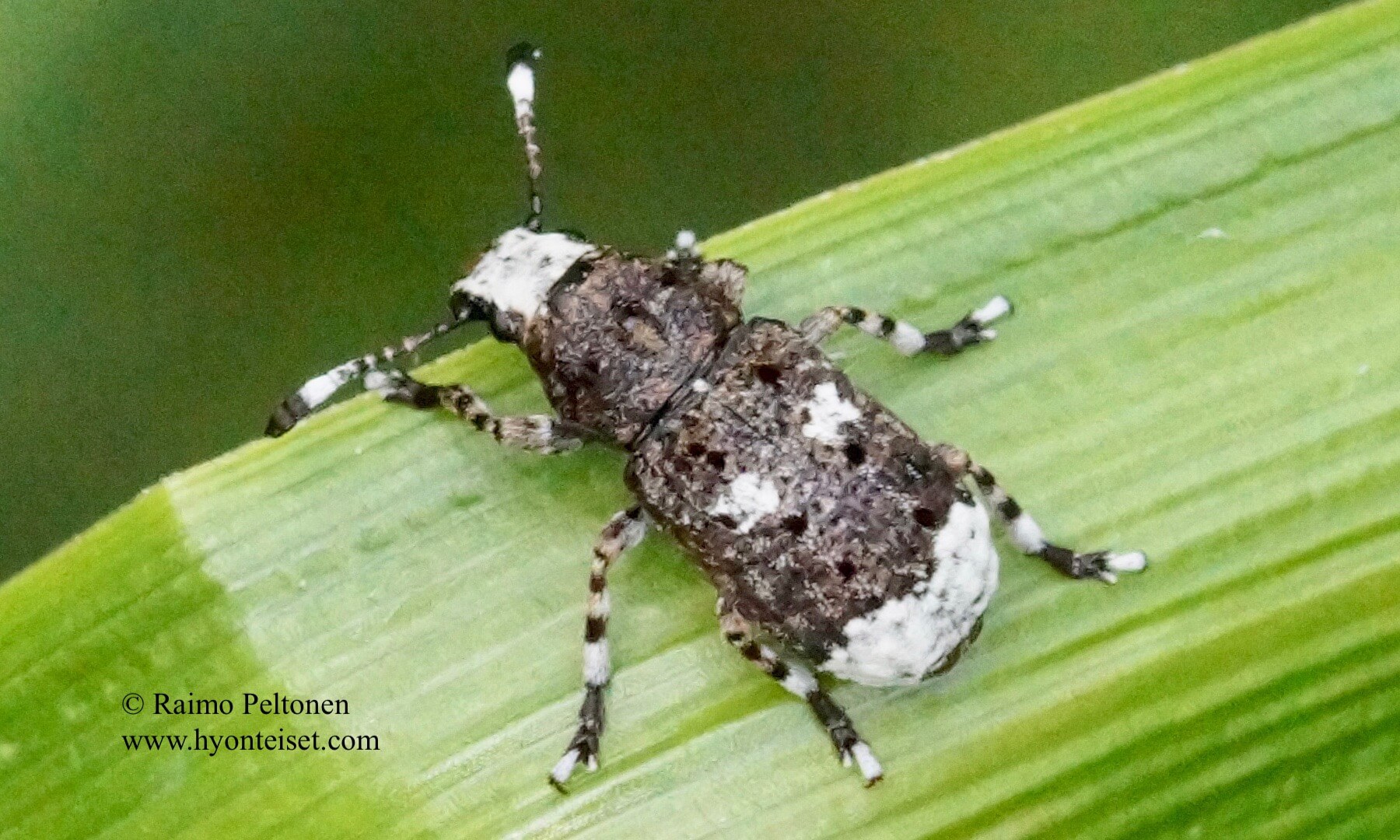 COLEOPTERA-kovakuoriaiset – HYÖNTEISKUVASTO