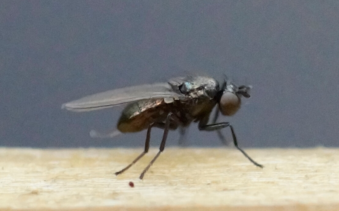 Diptera.info - Discussion Forum: Family and genus? => Ephydridae ...